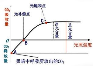 Light Saturation Point and Light Compensation Point - VABIRA – LED Grow ...