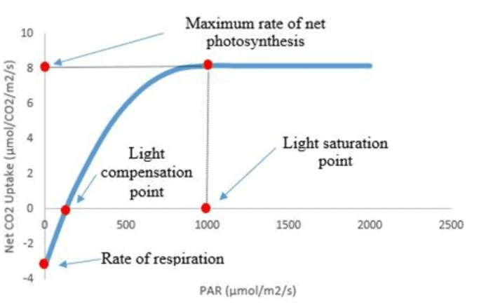 Light Saturation Point and Light Compensation Point - VABIRA – LED Grow ...